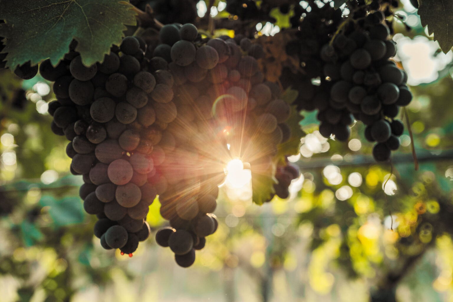 Natural Wine and Gut Health: Ultimate Guide - LowCarbUSA®